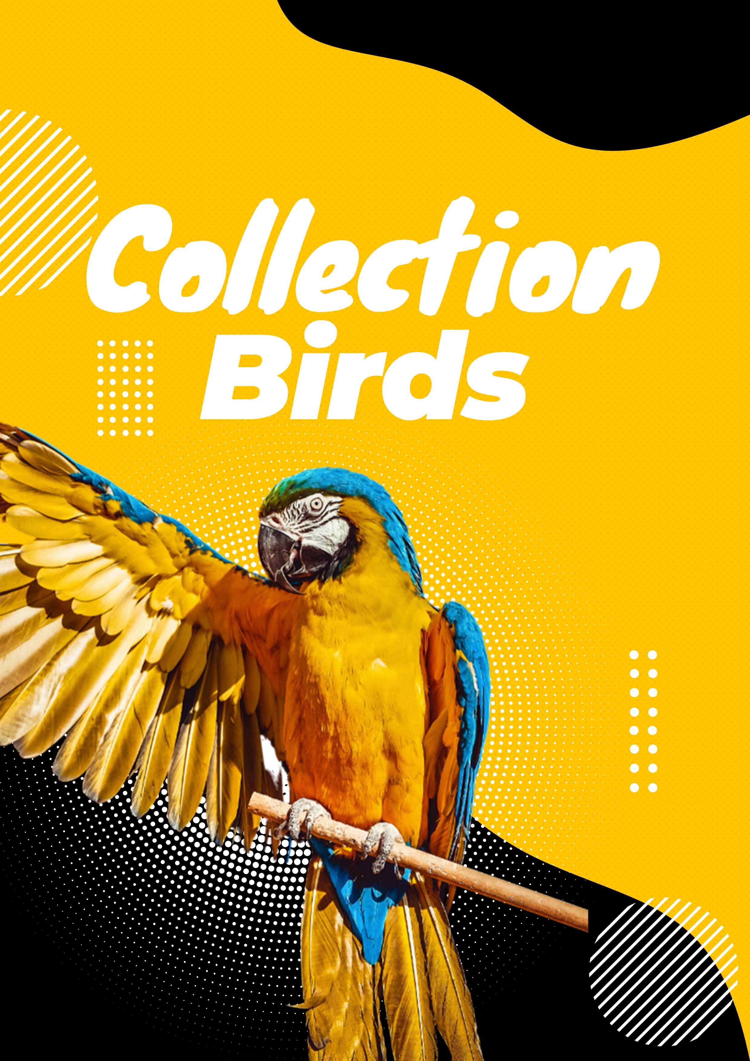 Pakistan's Online Pet Store. Delivers All Across In Pakistan.